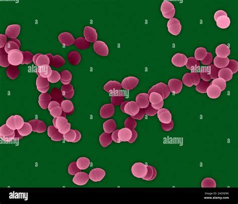 Coloured Scanning Electron Micrograph Sem Of Enterococcus Faecium