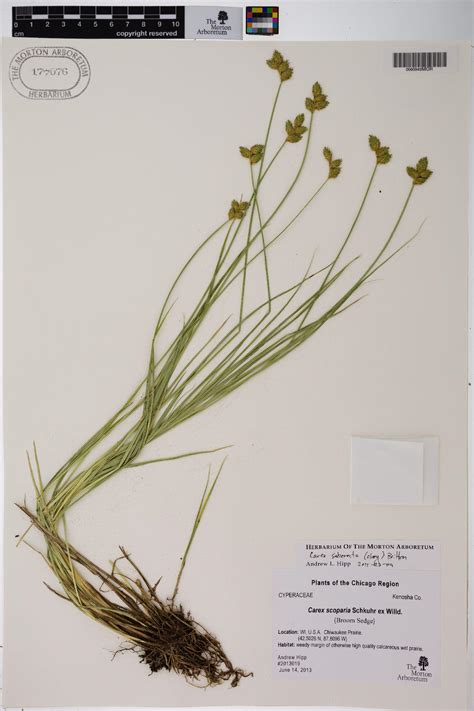 Exploring The Intriguing World Of Nardia A Remarkable Moss Species