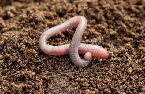 Do Slugs Eat Worms Pest Control Options