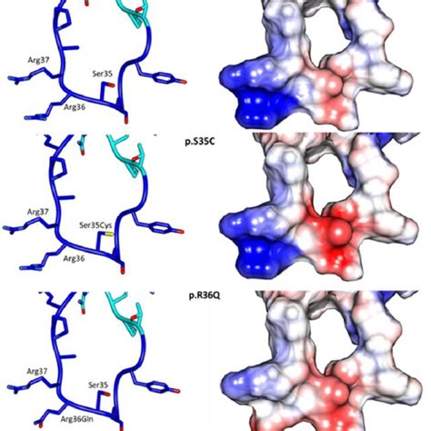 comparison of igf1 p ser35cys variant potential structure in the