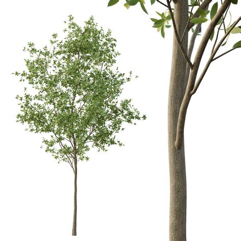 Fraxinus Excelsior Tree 09 377882 3d Model Download 3d Model