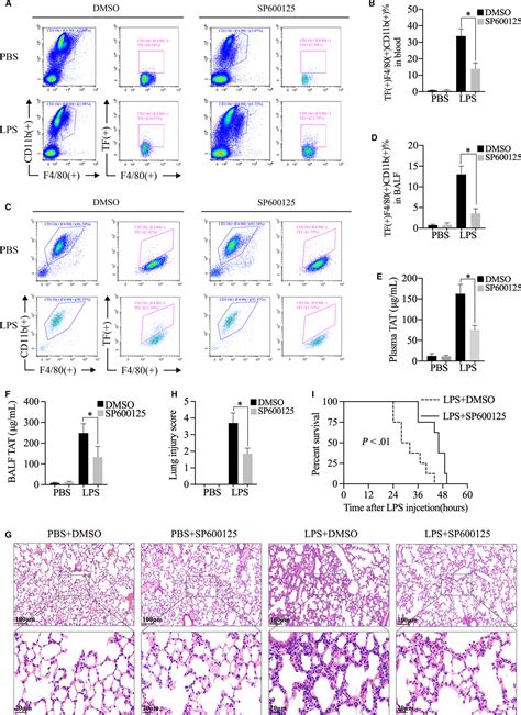 Senp3 In Monocytesmacrophages Up‐regulates Tissue Factor And Mediates