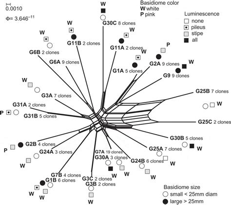 Split Decomposition Analysis Of The Tef1α Locus Pairwise Homoplasy