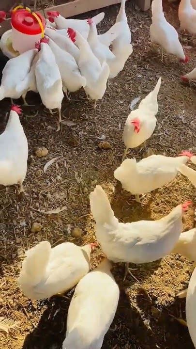මාස9ක් වයසැති සුදු බිත්තර කිකිලියන් නිවසටම ඩිලිවරි නොමිලේ දෙන එකම තැන