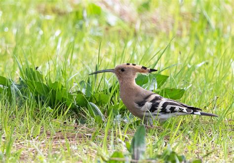 ヤツガシラ在庫から 鳥撮戯画