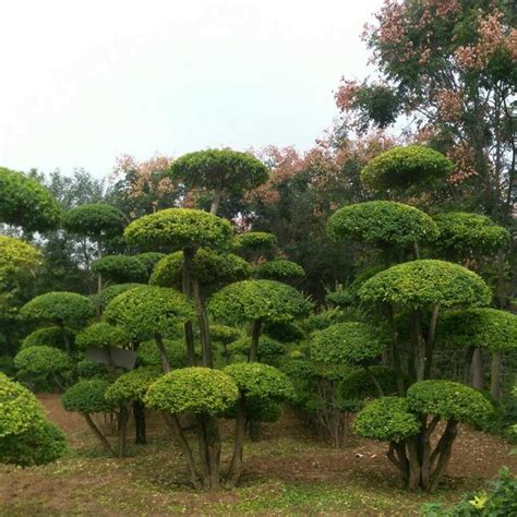绿化树木大全种类景观常见大山谷图库