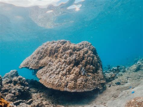 Premium Photo Underwater Shot Of Coral Reef Lipah Beach Amed Bali