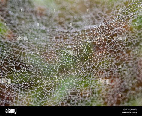 Dew Drops Collected On A Spiders Web Sparkling In The Early Morning