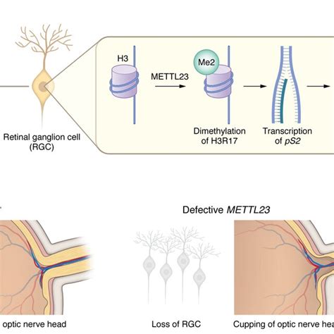 A Model For The Role Of Mettl23 In Rgc Survival And Optic Nerve