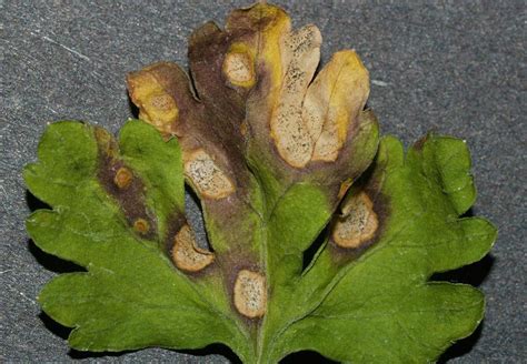 Parsley Diseases And Pests Description Uses Propagation