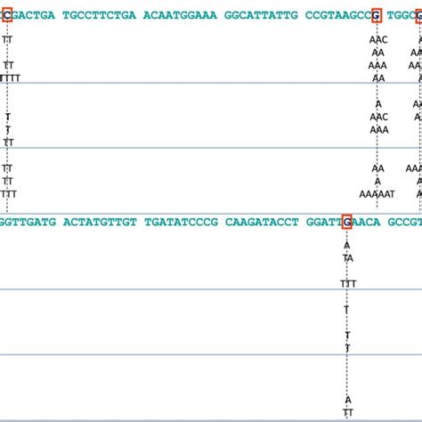 Mutation Hotspots Nucleotides 64 110 115 And 406 Red Squares On
