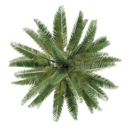 An Overhead View Of A Palm Tree On A White Background With Clipping