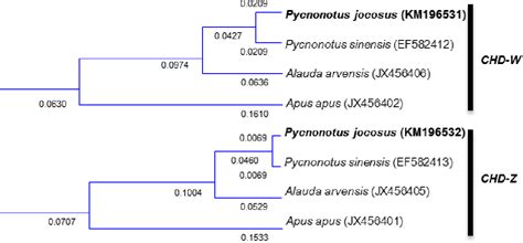 Figure 3 From ลำดับนิวคลีโอไทด์บางส่วนของยีน Chd W และ Chd Z เพื่อการ
