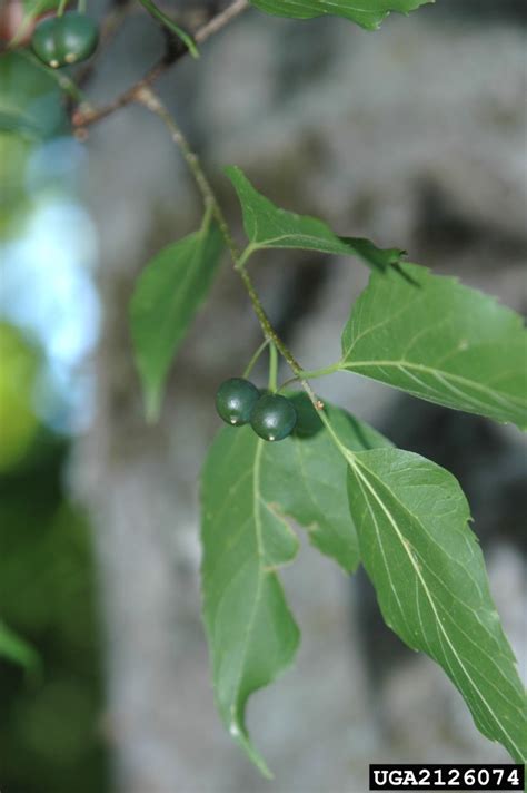 Common Hackberry Tree Montgomery