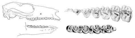Basal Typotheres Oldfieldthomasiidae Archaeopithecidae Darin A