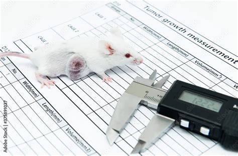 Fotka Experimental White Tumor Bearing Mouse And A Caliper On The