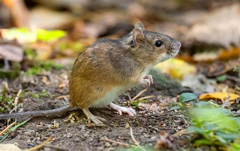 Rodent Control Tulsa Ok Bugbros Pest Control