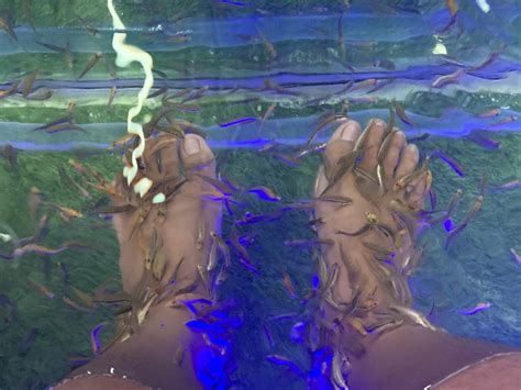 Overview For Moana Coco