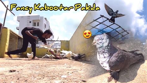 Fancy Kabootar Pakda🥳 Youtube
