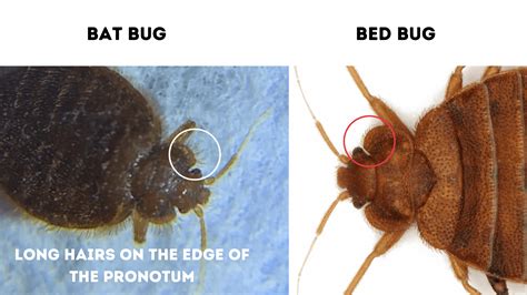 Bat Bug Vs Bed Bug A Guide With Photos