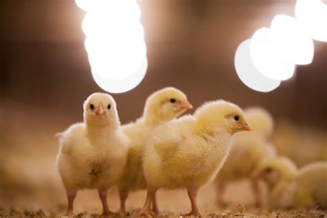 Germany Wants To Ban The Mass Culling Of Male Chicks