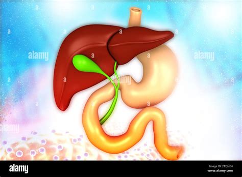 Human Liver Digestive System On Medical Background 3d Illustration