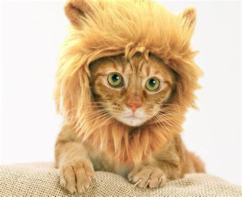 Maine Coon Cat With Lion Cut Unleashing The Fierce Beauty Bengal Meow