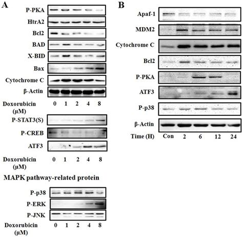 Protein Expression In Hk 2 Cells Hk 2 Cells Were Treated With 1 2 4