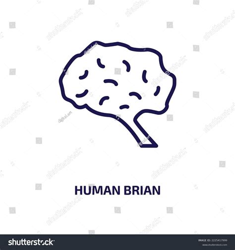 Human Brian Icon Nature Collection Thin Stock Vector Royalty Free
