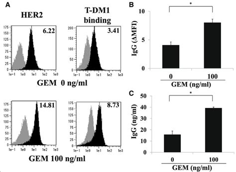 Gem Treatment Increased Her2 Expression And Resulted In Increased T Dm1
