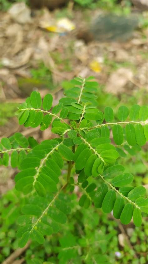 Plantas Selvagens Que Podem Ser Usadas Como Medicamentos Imagem De