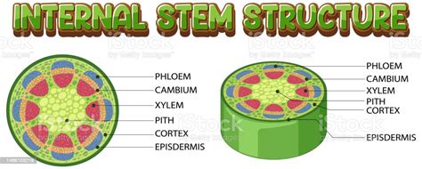 Internal Structure Of Stem Diagram Stock Illustration Download Image