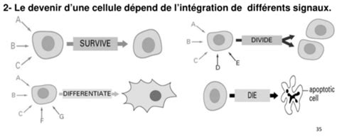 Chapitre 13 Signalisation Cellulaire Flashcards Quizlet