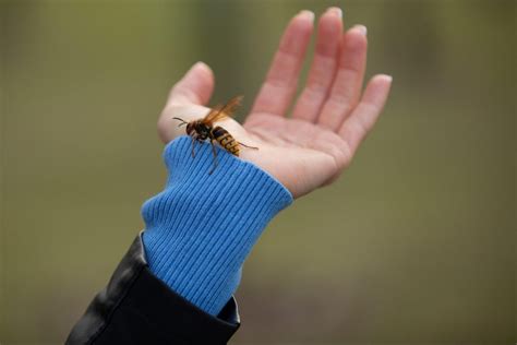 Šta činiti kada vas ujede stršljen osa ili pčela