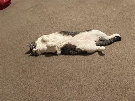 His Name Is Toby And This Is How He Likes To Lounge Have Fun R