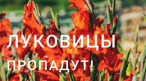 Советы старого цветовода как сохранить и подготовить луковицы