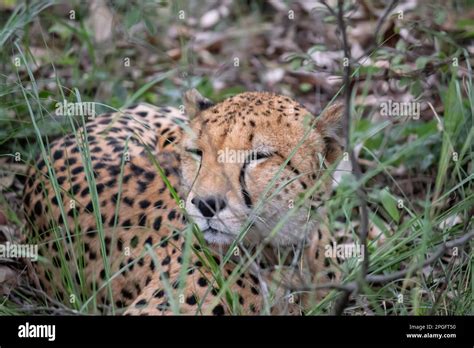Cheetah De La Famille Des Chats Qui Se Repose Dans La Savane Dans Le