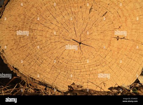 Close Up Of A Cross Section Of A Tree Stock Photo Alamy