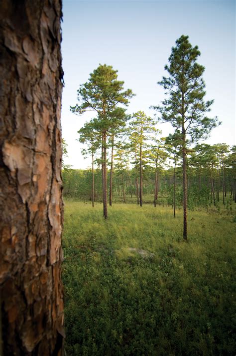 The Longleaf Pine Garden And Gun