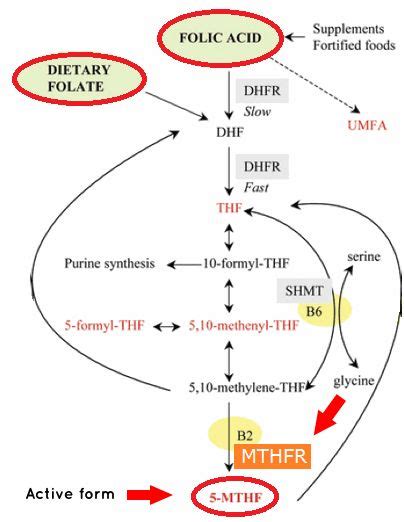 Mthfr Mutation Guide For Non Sciencey Types Symptoms And Diet Explained Mthfr Mutation Mthfr