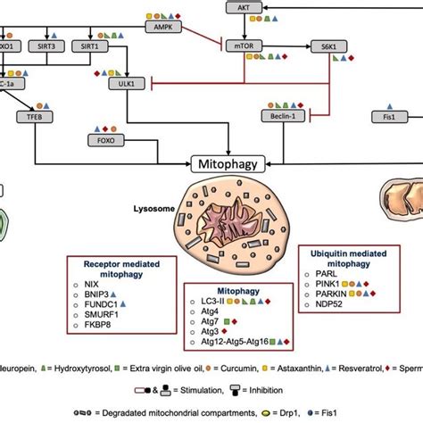 Target Points Of The Dietary Compounds On Mitochondrial Dynamics And Download Scientific