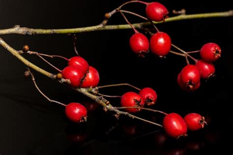Strona 2 Zatorowosc Plucna Zdjęcia darmowe pobieranie na Freepik