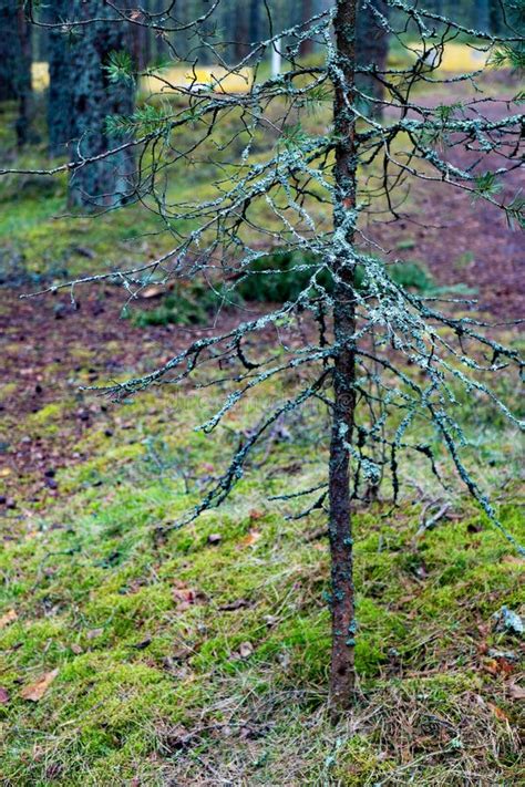 Small Tree Covered In Lichen On Mossy Forest Floor Stock Image Image Of Wilderness Small