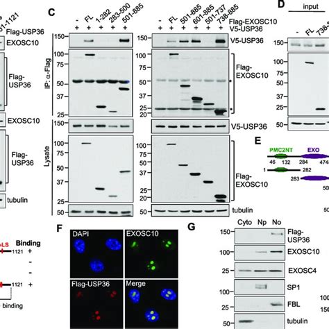 Usp36 Interacts With Exosc10 Via Their C Terminal Domains In The