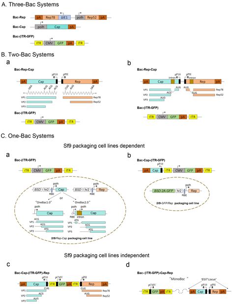 Application Of The Insect Cell Baculovirus Expression Vector System In Adeno Associated Viral