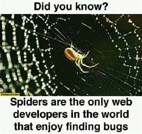 did you know spiders are the only web developers in the world that