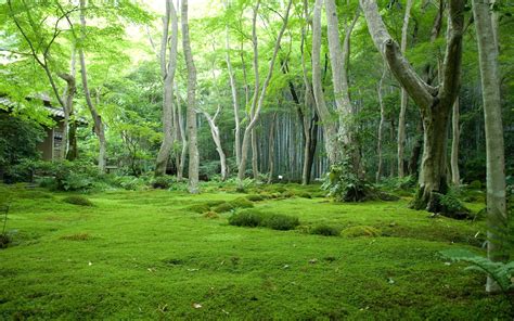 Japanese Nature Wallpapers Forest Background HD Wallpaper