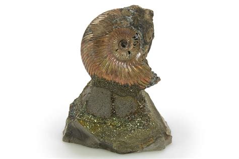 2 45 Iridescent Pyritized Ammonite Quenstedticeras Fossil Display 316291 For Sale