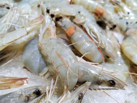 海虾图片素材 海虾设计素材 海虾摄影作品 海虾源文件下载 海虾图片素材下载 海虾背景素材 海虾模板下载 搜索中心
