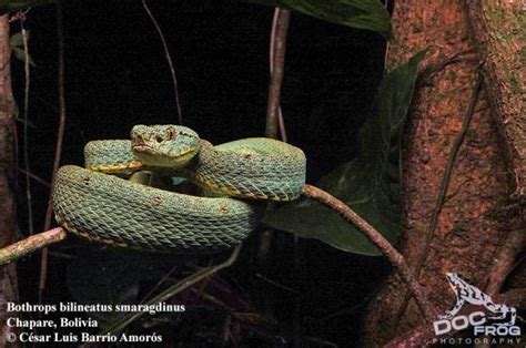 Bothrops Bilineatus The Reptile Database
